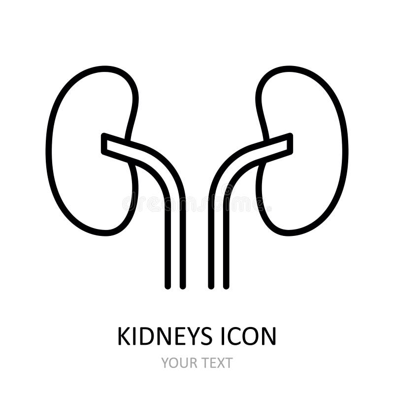 Outline Vector Icon - Kidneys. Medical Drawing Stock Vector ...