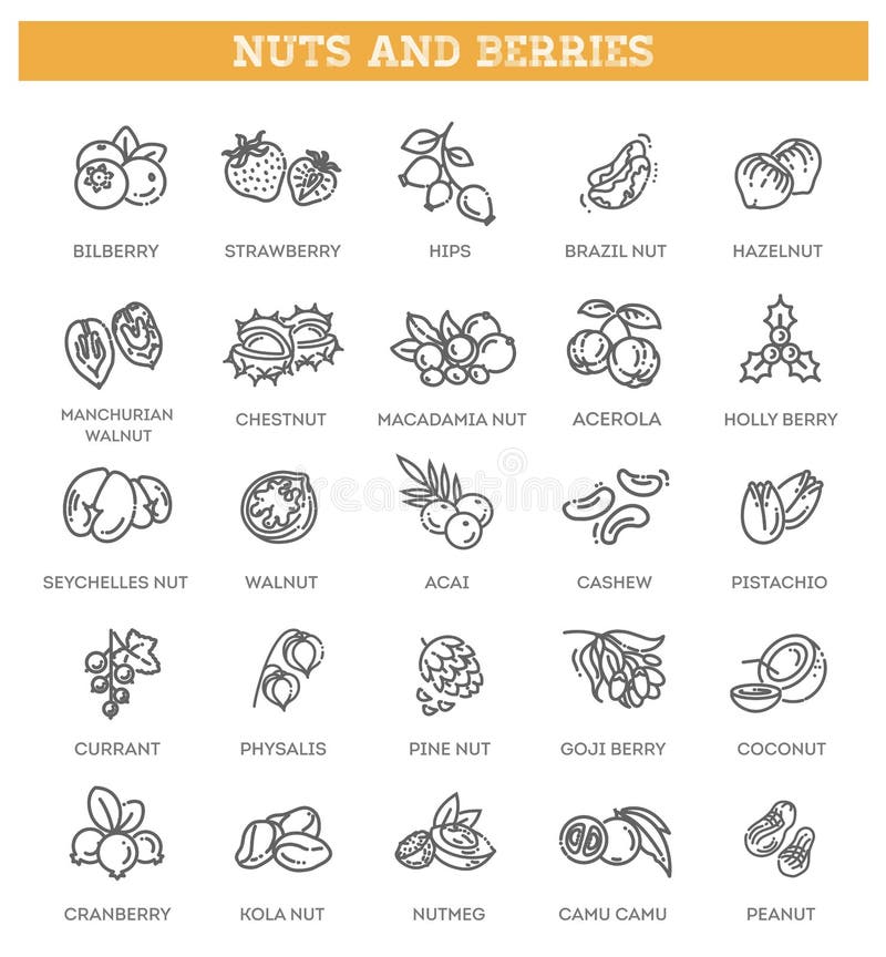 Web Icons Collection - Nuts and Berries. Vector Symbols Stock Vector ...
