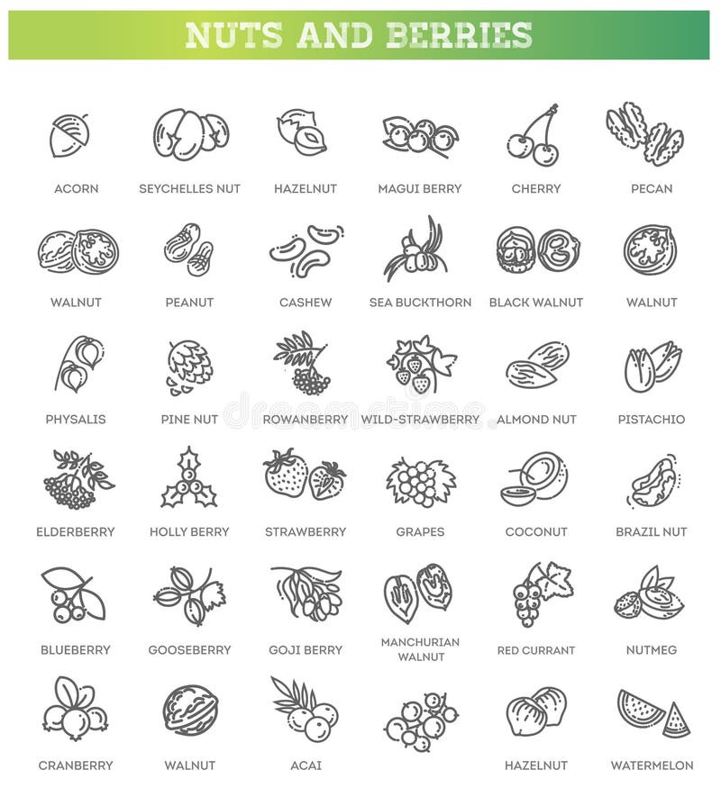Web Icons Collection - Nuts and Berries. Vector Symbols Stock Vector ...
