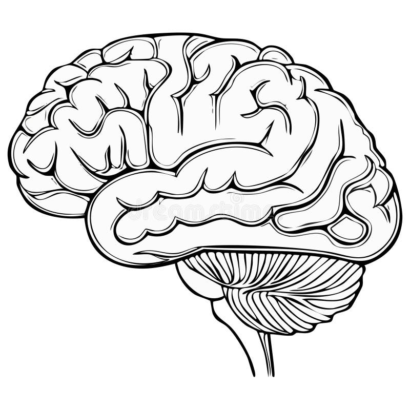 Outlined Anatomical Brain Graphic Illustration of Human Neurology and ...