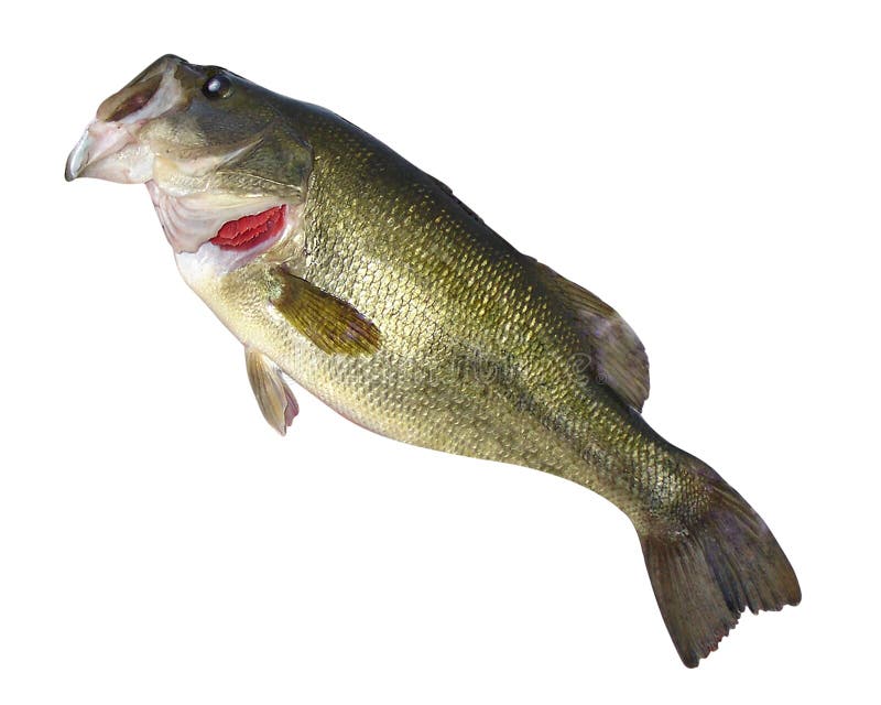 Ten Pound Largemouth Bass Isolated Stock Image - Image of fish, sport ...