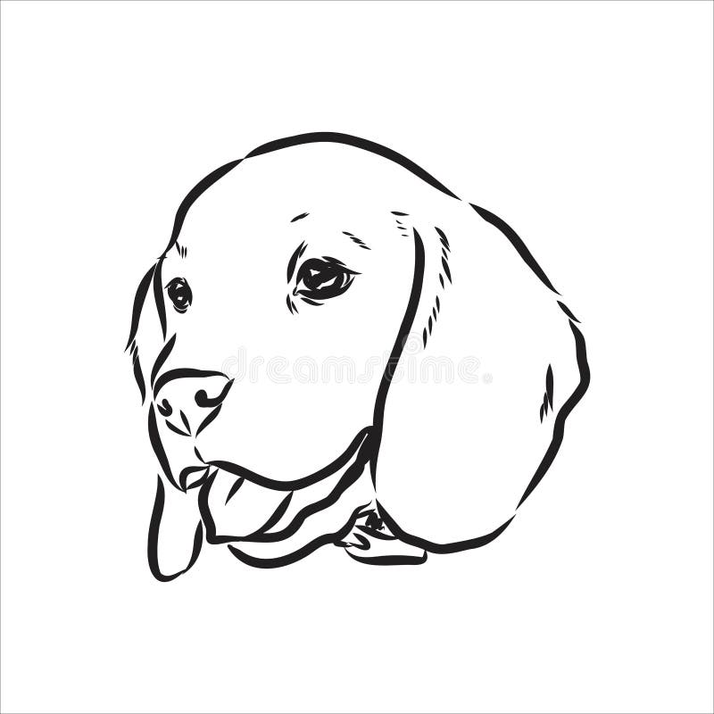Outlined Beagle Dog Head. Vector Illustration Beagle Dog is a Simple ...
