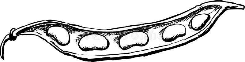 Outlined beans in open pod stock illustration. Illustration of single ...
