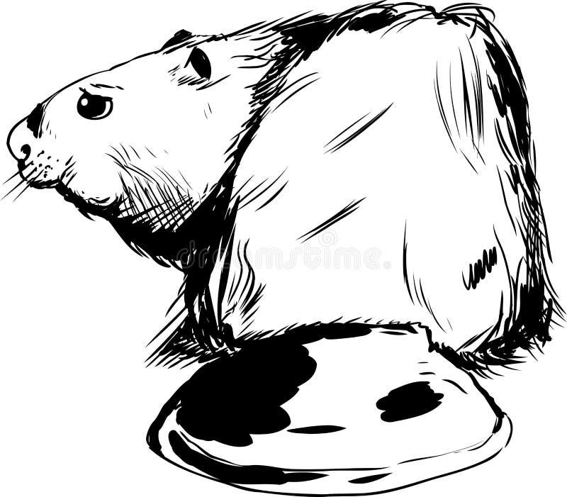 Outlined Beaver Illustration Stock Illustration - Illustration of ...