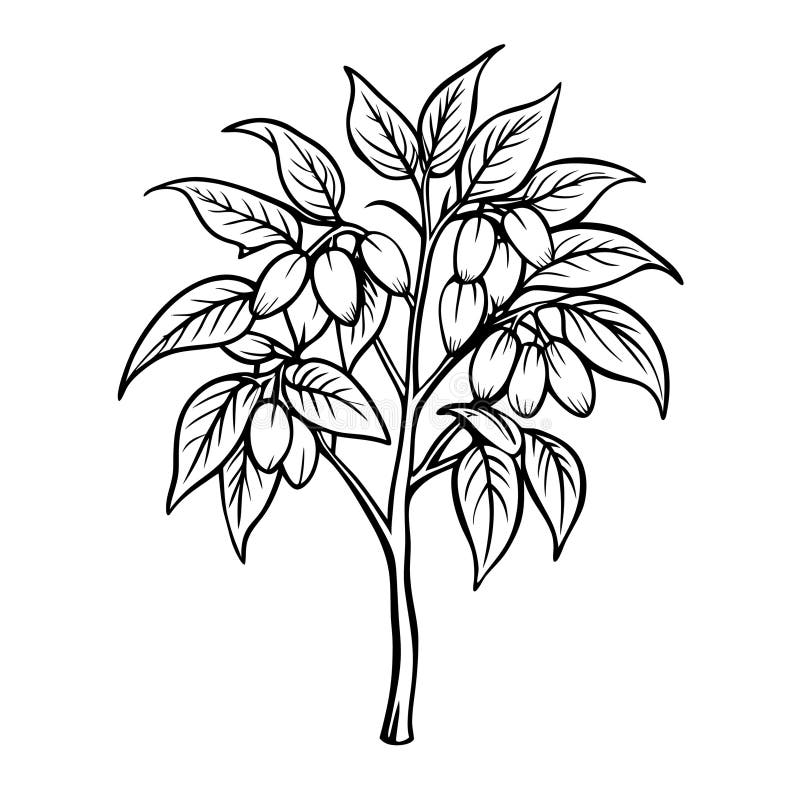 Outlined Illustration of Berry Plant with Clusters of Fruit and Leaves ...