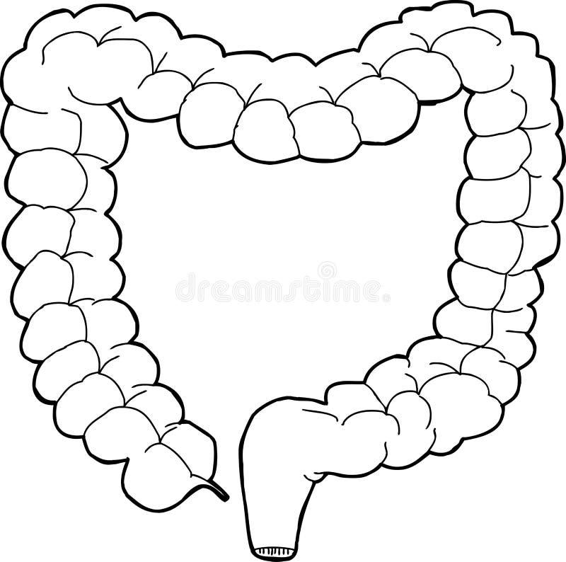 Outlined Large Intestine stock vector. Illustration of anatomy - 45147202