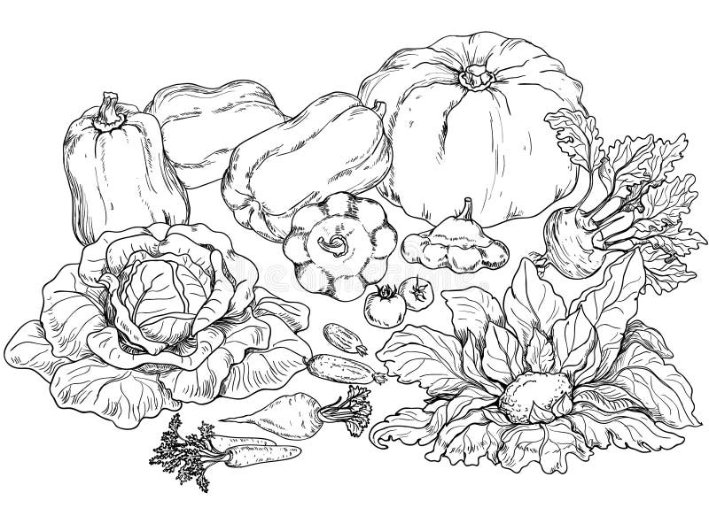 Outlines of Various Vegetables Stock Vector - Illustration of cooking ...