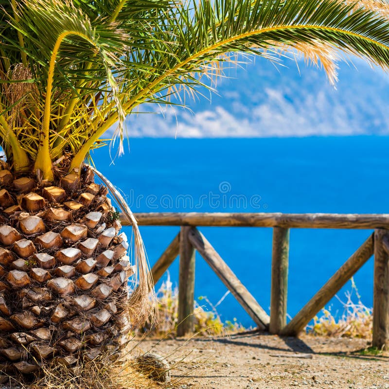 Outlook at the Mediterranean Sea Bay with Palm Tree Stock Photo - Image ...