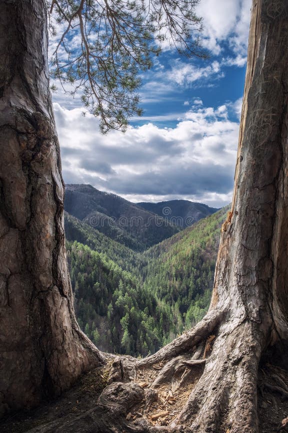 Outlook into the Valley through Trees Stock Photo - Image of date ...