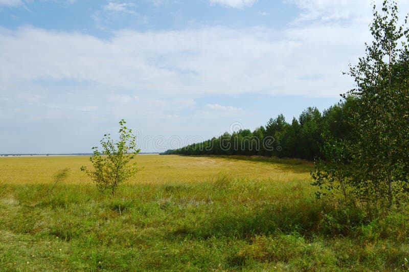 Field and forest outskirts stock image. Image of foliage - 138211349