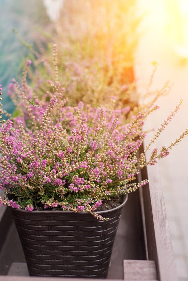 An Outside Basket Filled with Vibrant Pink Flowers Stock Image - Image ...