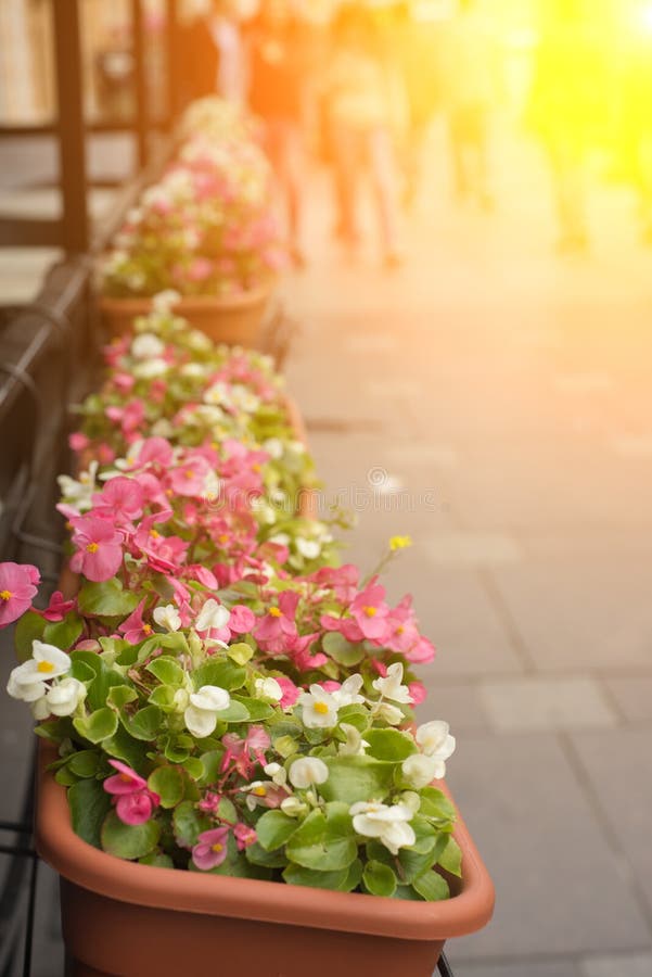 An Outside Basket Filled with Vibrant Pink Flowers Stock Photo - Image ...