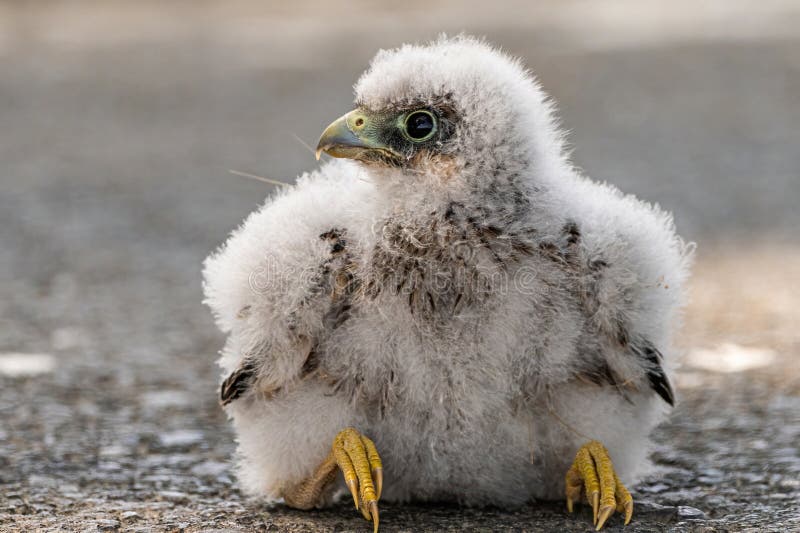 Outside of the Nest Exposed Kestrel Chick Stock Photo - Image of ...