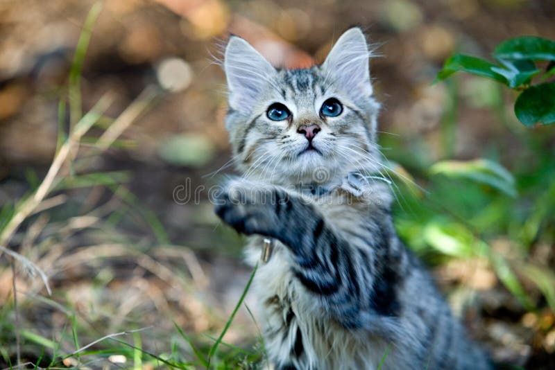 Outside Portrait of a Cute Kitten Playing Stock Photo - Image of ...