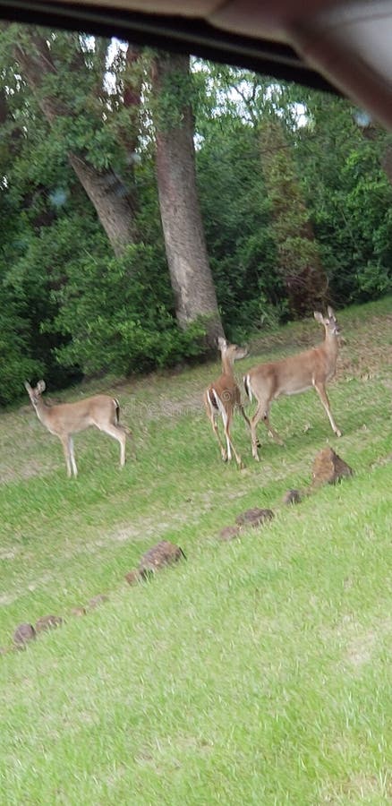Outside stock photo. Image of storm, animal, rainbow - 162175432