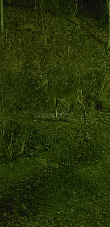 Outside stock photo. Image of rainbow, storm, animal - 162175596