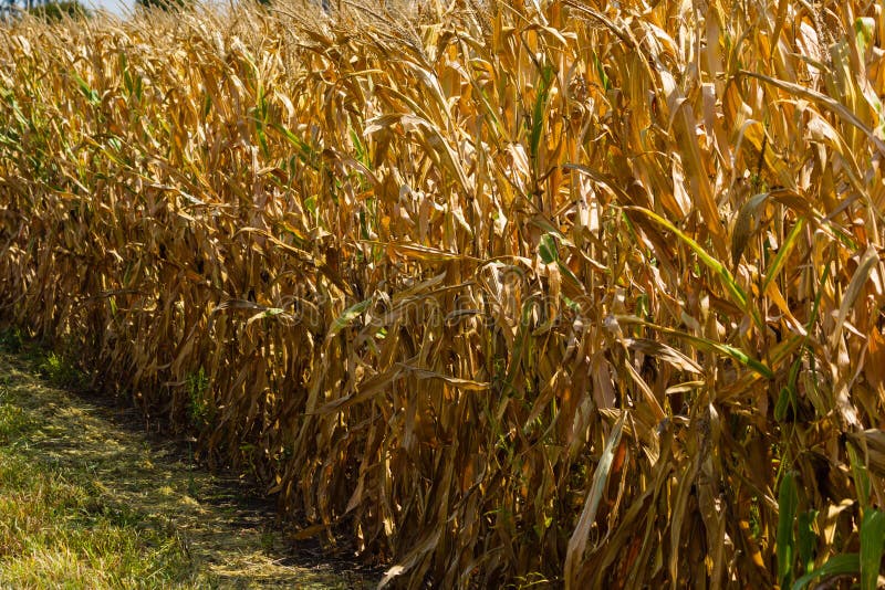 Outside Row of a Corn Field on a Sunny Afternoon Stock Photo - Image of ...