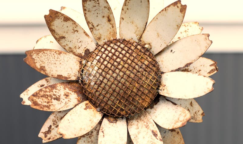 Metallic Rustic Sunflower Soaking in Rays Stock Image - Image of ...