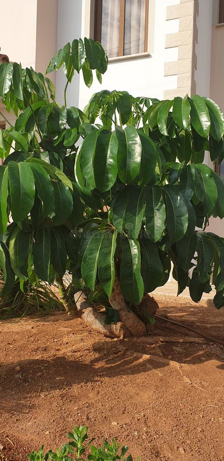 Outside tree stock photo. Image of outside, green, tree - 162535406