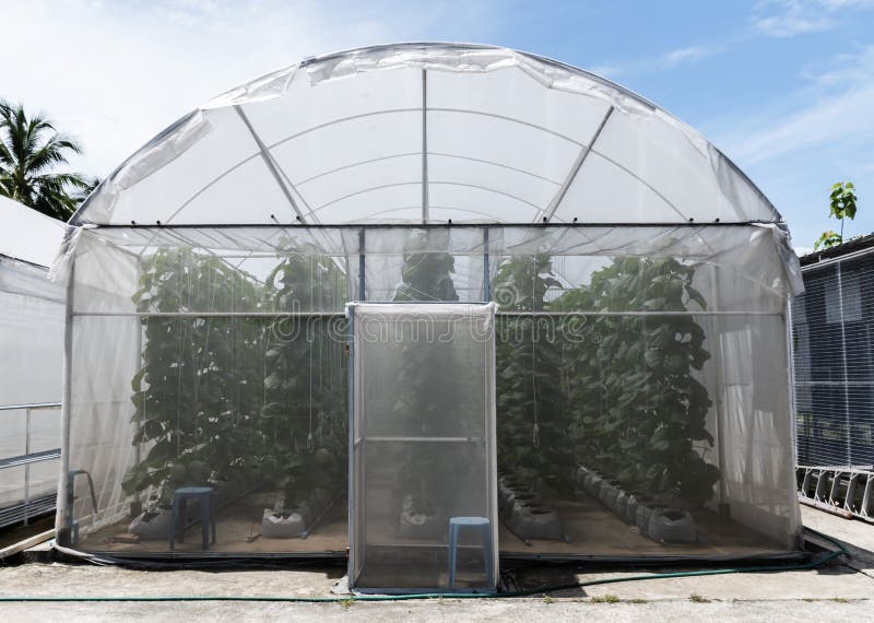 Outside View Greenhouse for Growing Vegetables and Fruits Stock Image ...