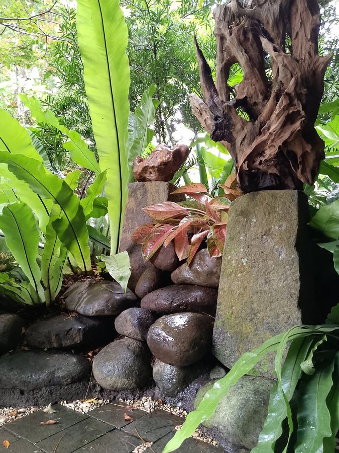 Outside View after the Rain Indoor Stock Photo - Image of plants, rock ...