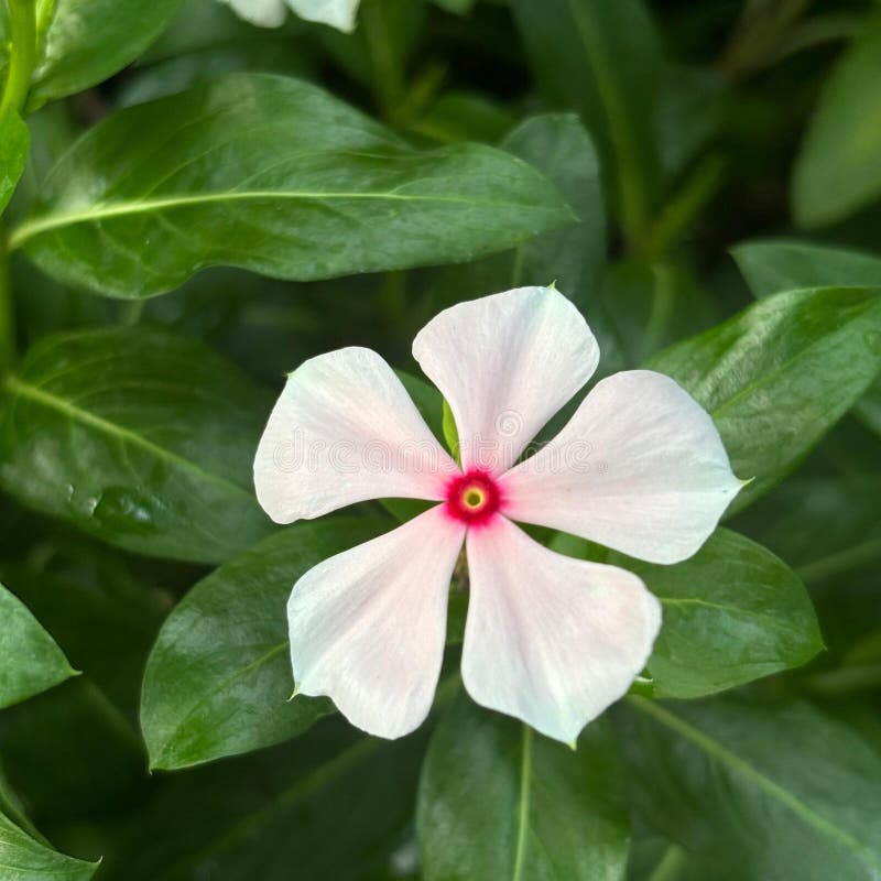 Outsidepride Periwinkle Bright Eyes Stock Image - Image of flower ...