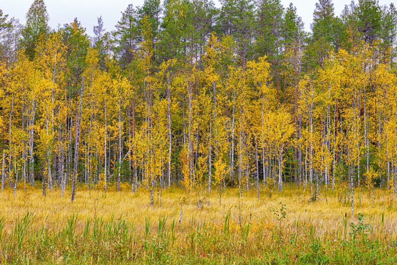 Autumn Landscape of a Swampy Glade on the Outskirts of a Mixed Forest ...