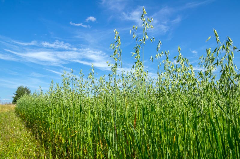 Outskirts oat field stock photo. Image of agriculture - 34776902