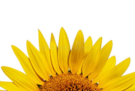 Outstanded Yellow Sunflower Stock Photo - Image of yellow, stamen: 10813846