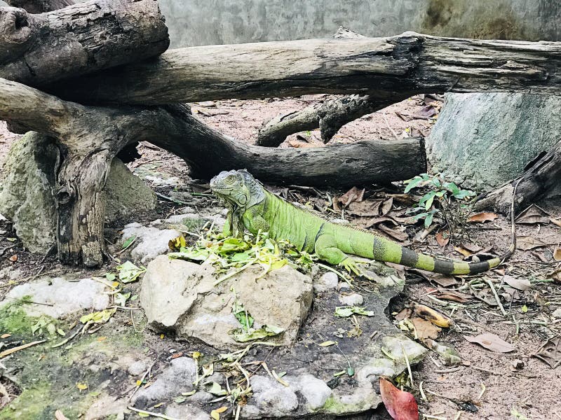 A big green iguana. stock photo. Image of conceal, america - 229971002