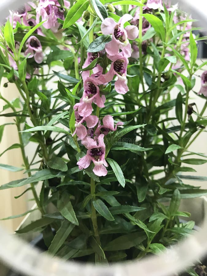 Colorful Angelonia flower. stock image. Image of flower - 157825425