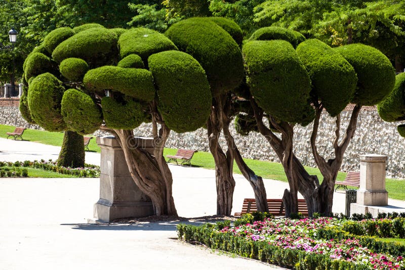 Outstanding Cypress Trees in Retiro Park in Madrid, Spain Stock Photo ...