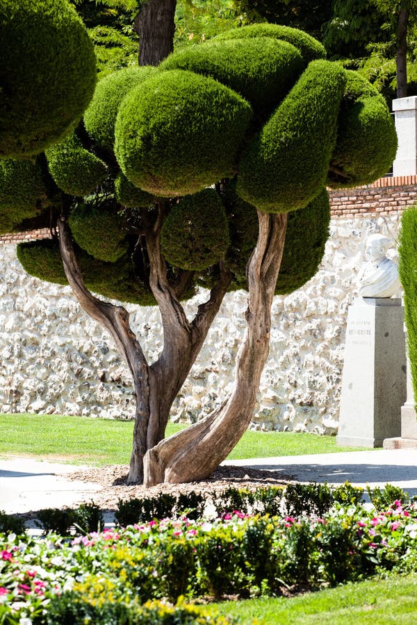 Outstanding Cypress Trees in Retiro Park in Madrid, Spain Stock Photo ...