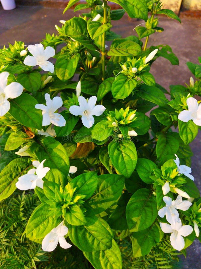 Outstanding look of plants stock photo. Image of garden - 233666396