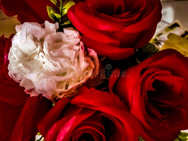 Outstanding Red and White Rose Stock Photo - Image of purple ...