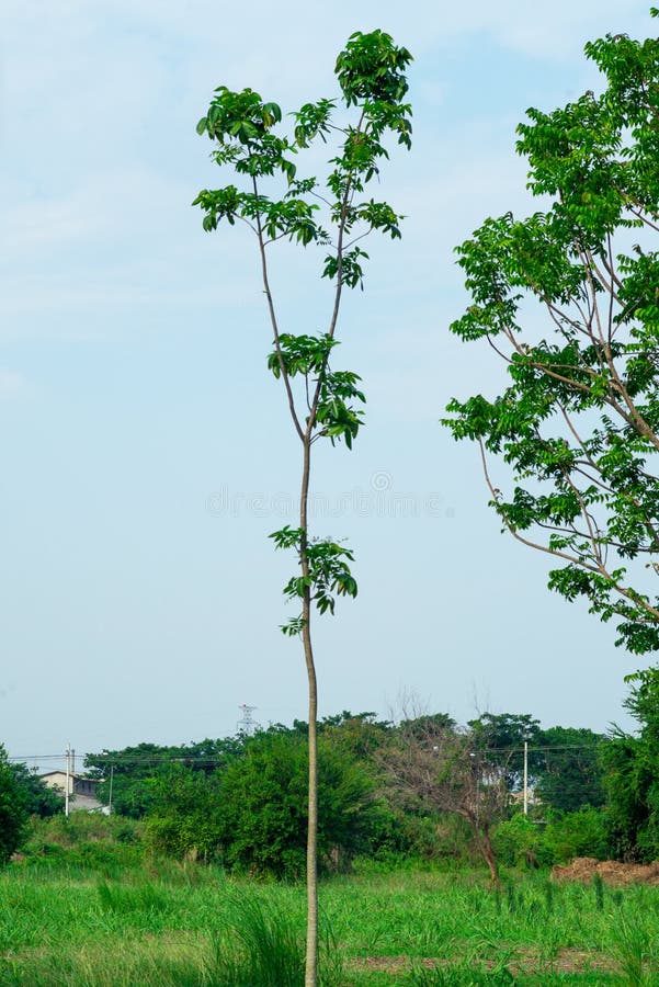 Outstanding Small Tree Grows in the Field and Isolated on Blue Sky ...