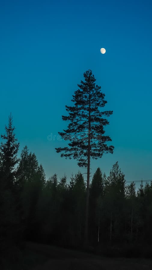 Outstanding Tree with Moon at Night Stock Image - Image of bright ...