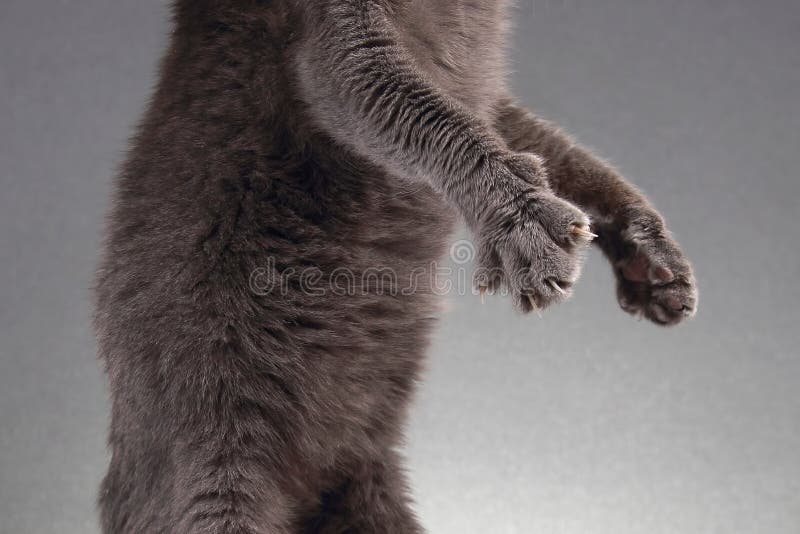 Outstretched Paws With Grey Cat Claws Stock Photo - Image of attack ...