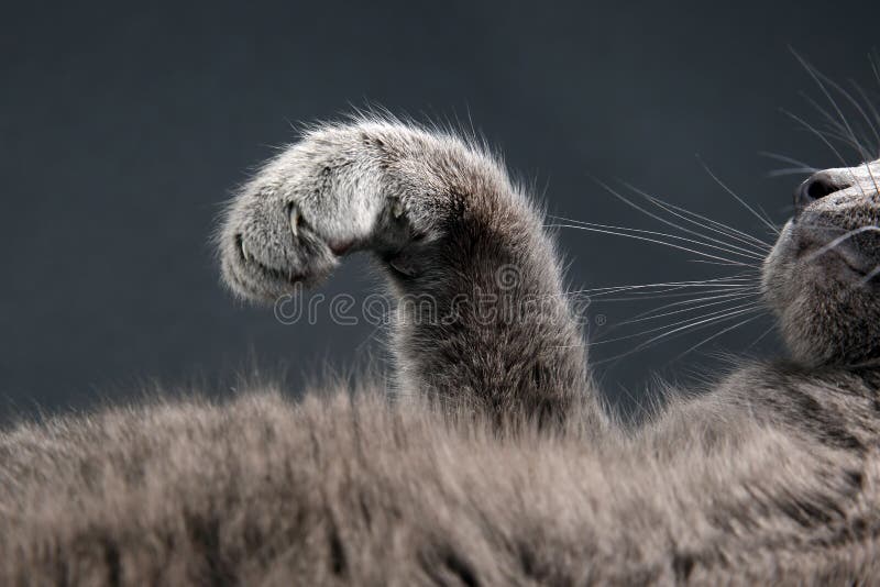 Outstretched Paws with Grey Cat Claws Stock Photo - Image of attack ...