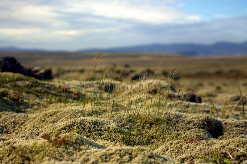 Outwash Plain in Kenai Fjords National Park, Alaska, USA Stock Image ...