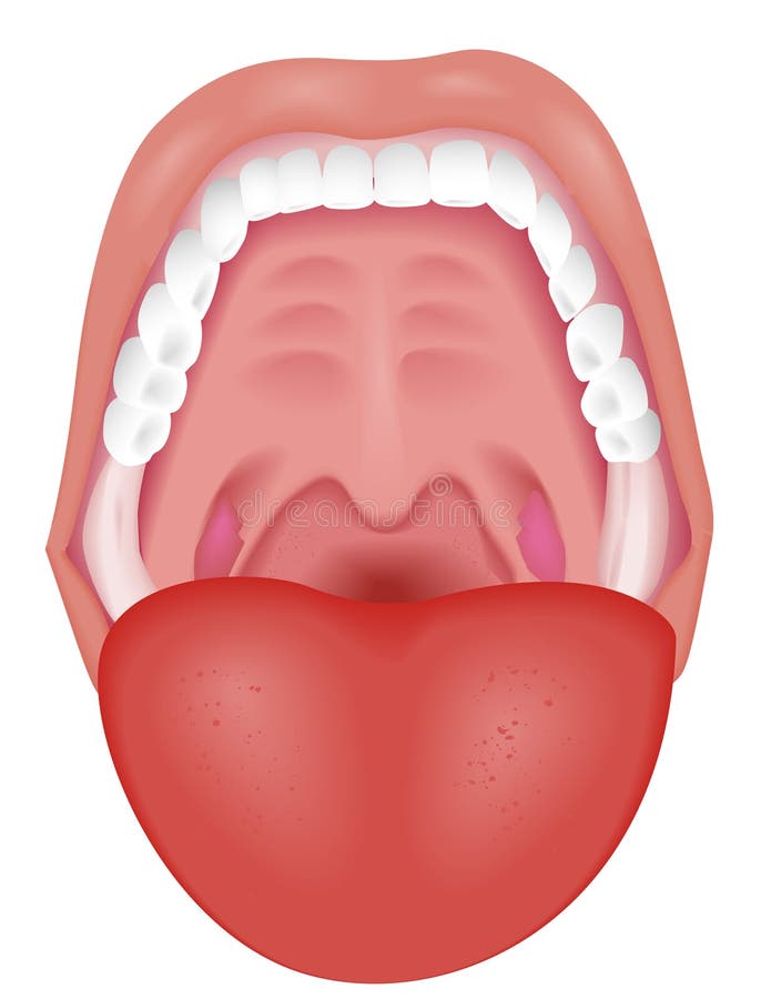 Cavité Orale Modèle D'anatomie De La Bouche Ouverte Humaine ...