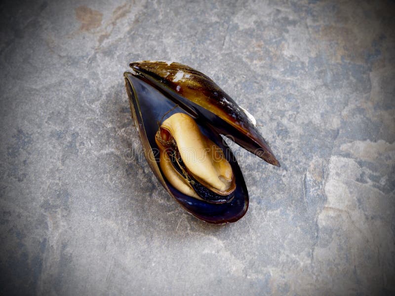Cru ouvert de moule photo stock. Image du perle, moule - 6462066