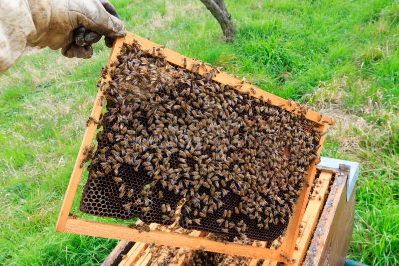 59,852 Photos de L Apiculture - Photos de stock gratuites et libres de ...