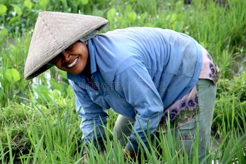 La Rizière a La Voie Avec Le Fond De Montagne Photo stock - Image du ...