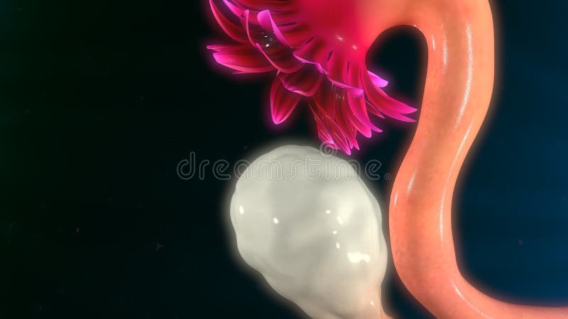 Ovaire image stock. Image du utérus, cumulus, ovule, ovaire - 73450789