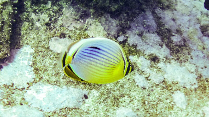 Oval Butterflyfish On Coral Stock Photo - Image of saltwater, egypt ...