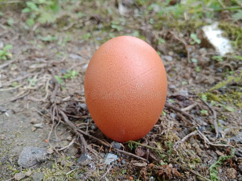 OVAL CHICKEN EGGS STANDING stock photo. Image of chicken - 285318512