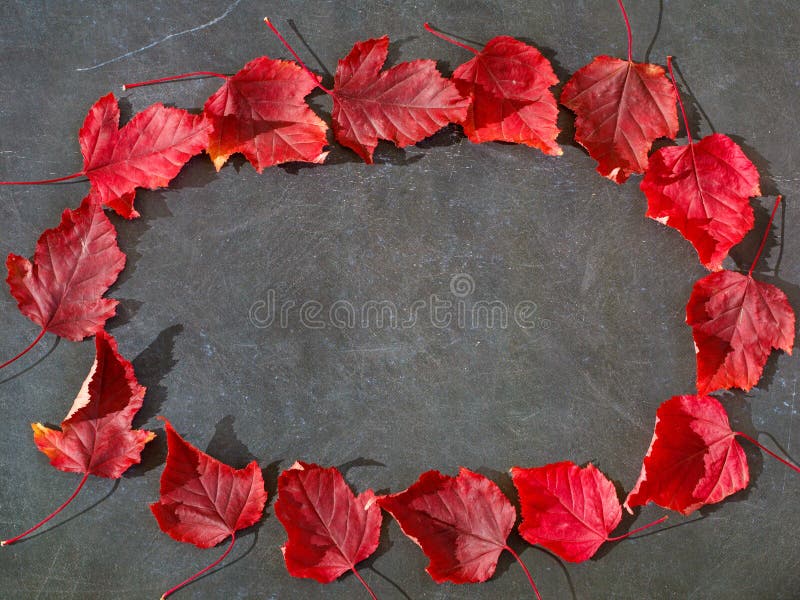 Oval Circle Border Frame of Red Colored Autumn Maple Leaves Falling on ...