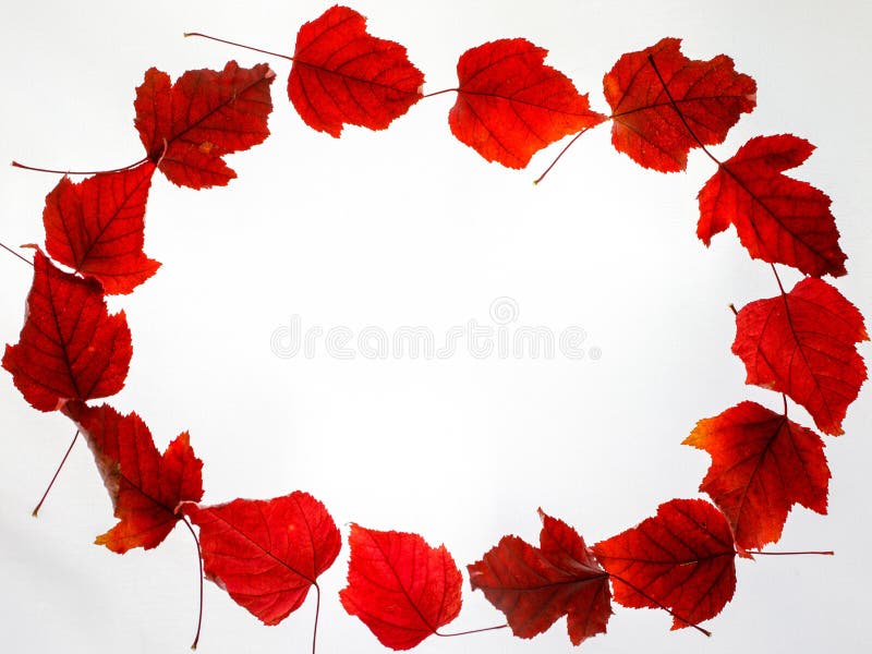 116 Oval Fall Leaves Border Stock Photos - Free & Royalty-Free Stock ...