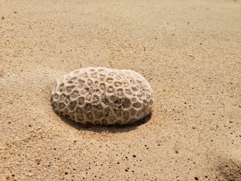 Oval coral stock photo. Image of rock, sand, coral, oval - 44233300
